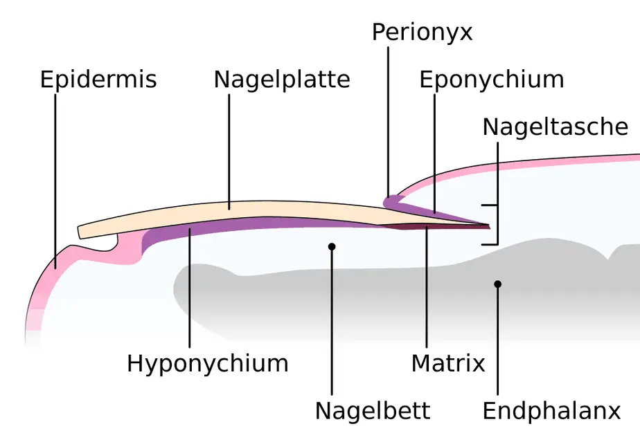 Nagelhaut pflegen und entfernen: Wie funktioniert die richtige ... Nagelhaut pflegen und entfernen: Wie funktioniert die richtige ...